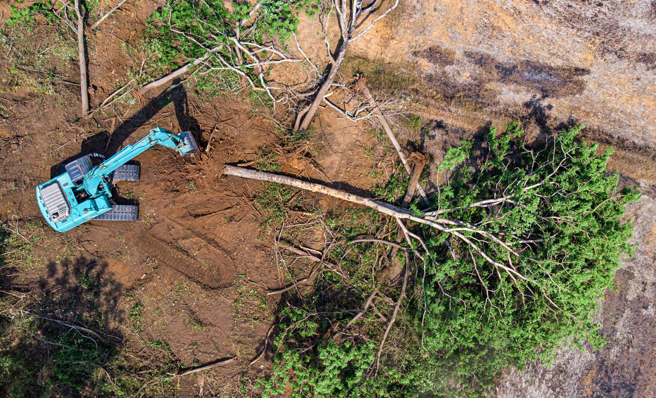Webinar: Master Compliance with the Deforestation Regulation using GS1 ...
